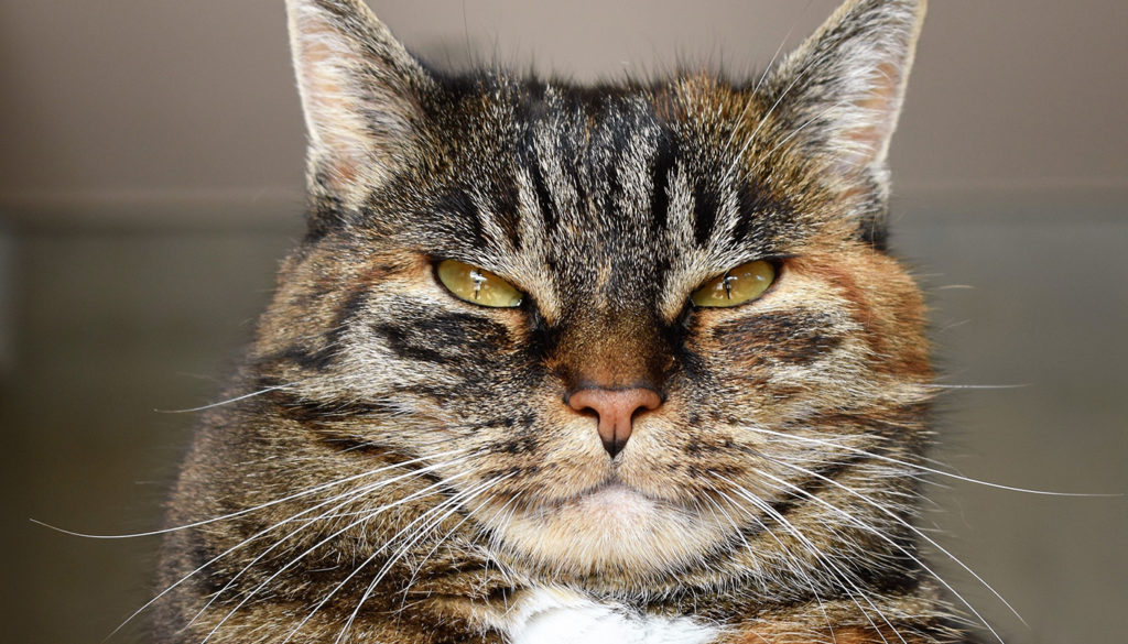 Als de kat van huis is, dansen de muizen op tafel! - Koenders Vermetten ...