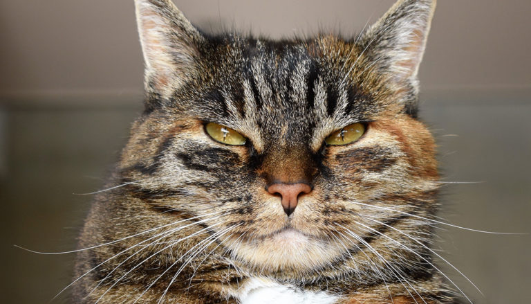 Als de kat van huis is, dansen de muizen op tafel! - Koenders Vermetten ...